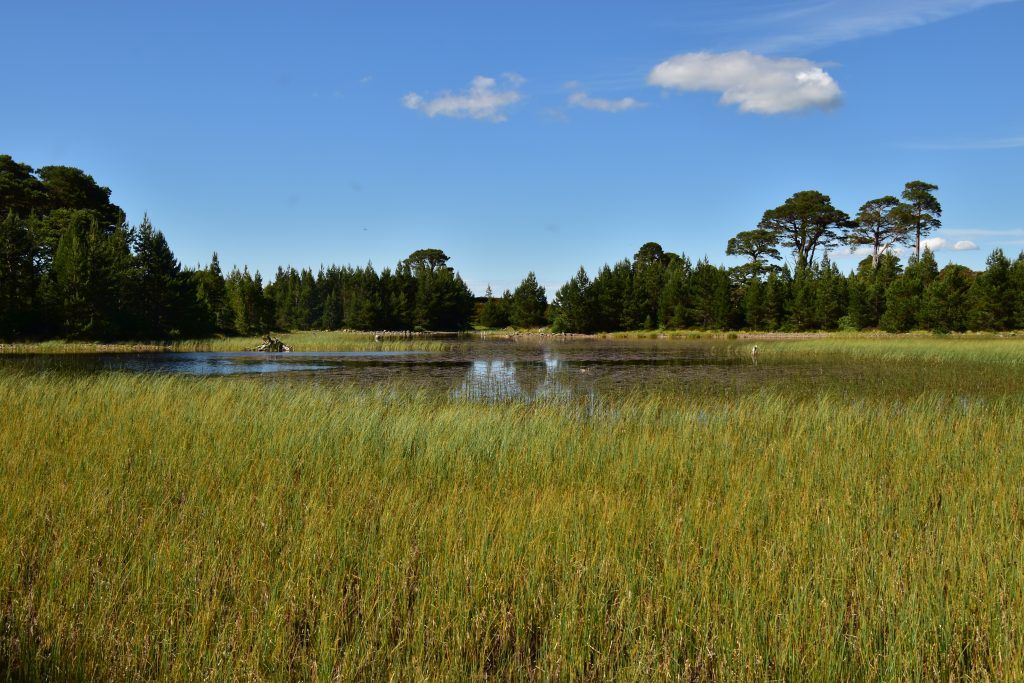 Public investment in nature is vital for Scotland’s economy - Scotland ...